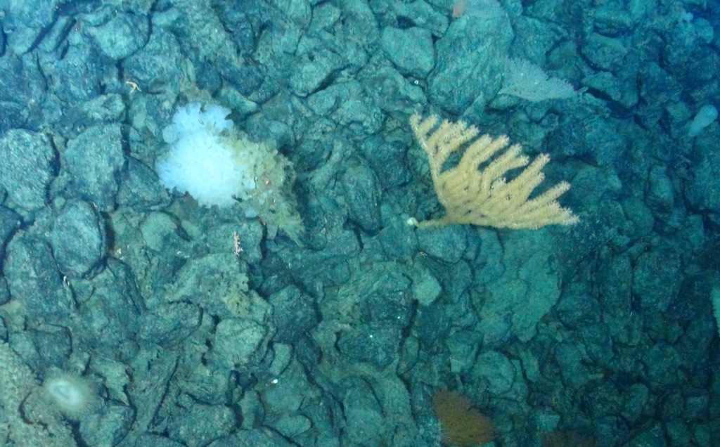 Isidella (OTU CA07) (!!Phasing out!!... Marine Life of the Northeast ...