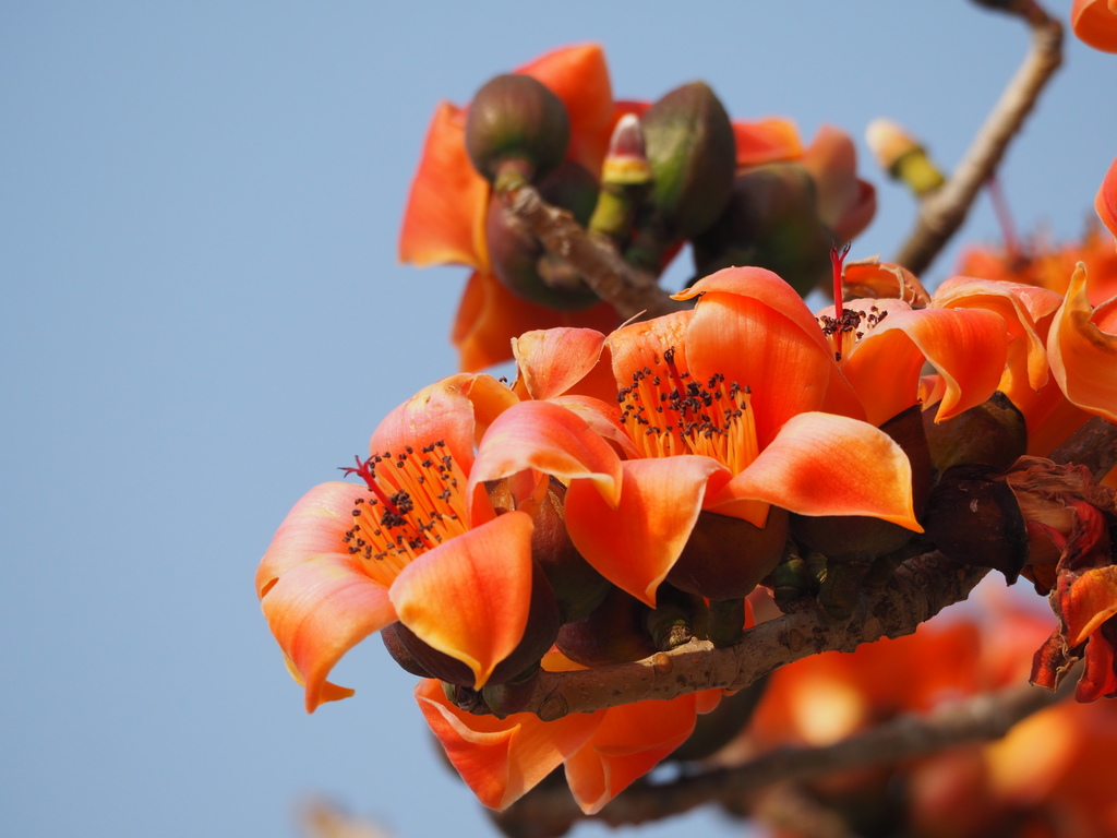 Red Silk Cotton Tree (Bombax ceiba) - Botanical Realm