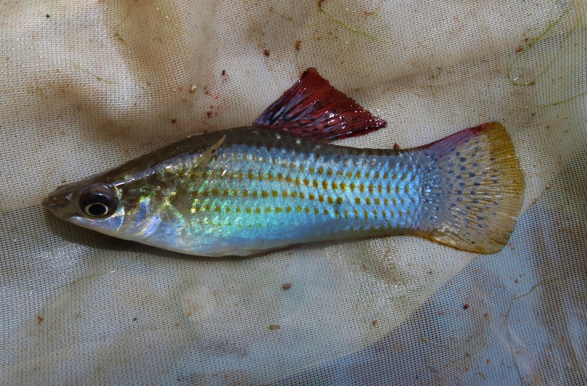 Poecilia gillii (Kner, 1863)