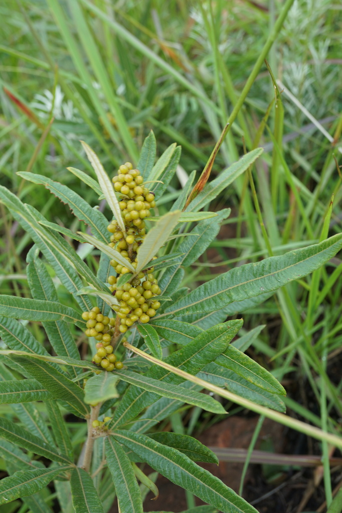 Grassveld Currantrhus (Searsia discolor) (Searsia in southern Africa ...
