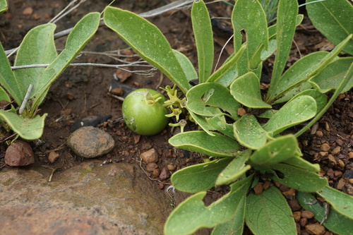 Pygmy Sand Apples (Genus Bridsonia) · iNaturalist