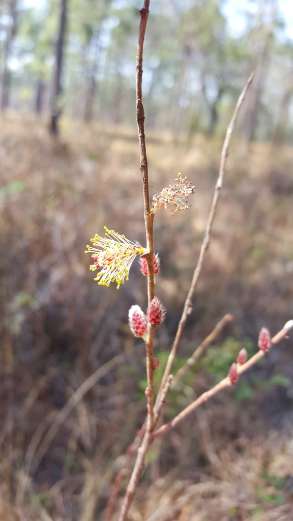 Prairie Willow from Metcalf, GA 31792, USA on March 3, 2016 at 01:01 PM ...