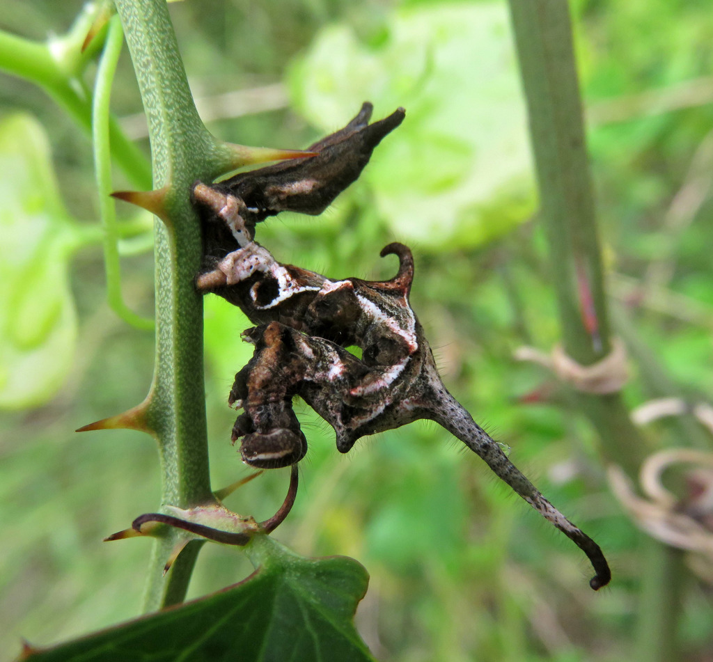 Horned Spanworm Moth (Caterpillars of Ontario) · iNaturalist