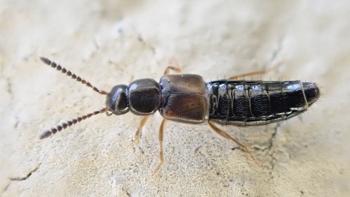 Atheta xanthopus · iNaturalist