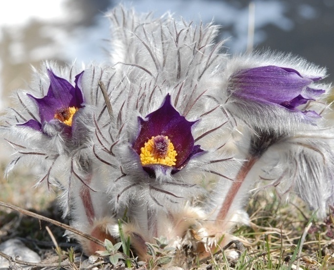 Pulsatilla halleri rhodopaea from Falakro, Drama 661 00, Greece on ...