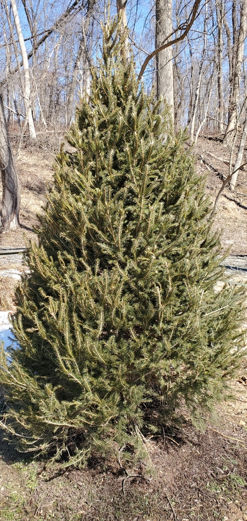Norway spruce from Devon, PA 19333, USA on March 02, 2021 at 11:56 AM ...