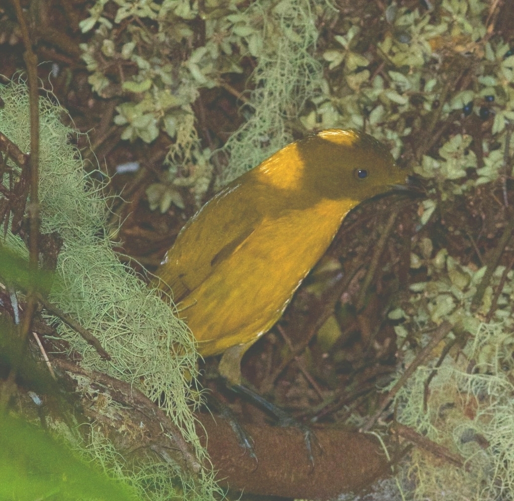 Golden Bowerbird from Mount Hypipamee National Park on November 7, 2016 ...