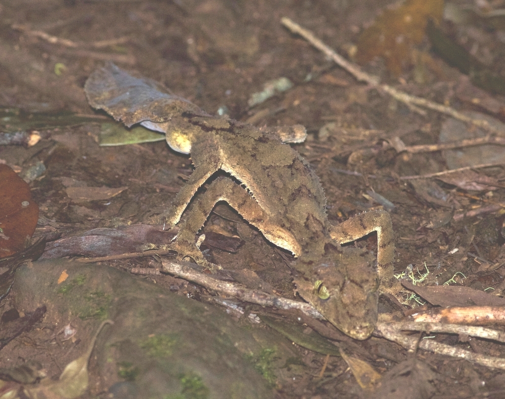 Northern Leaf-tailed Gecko from Cairns on October 30, 2016 at 09:13 PM ...