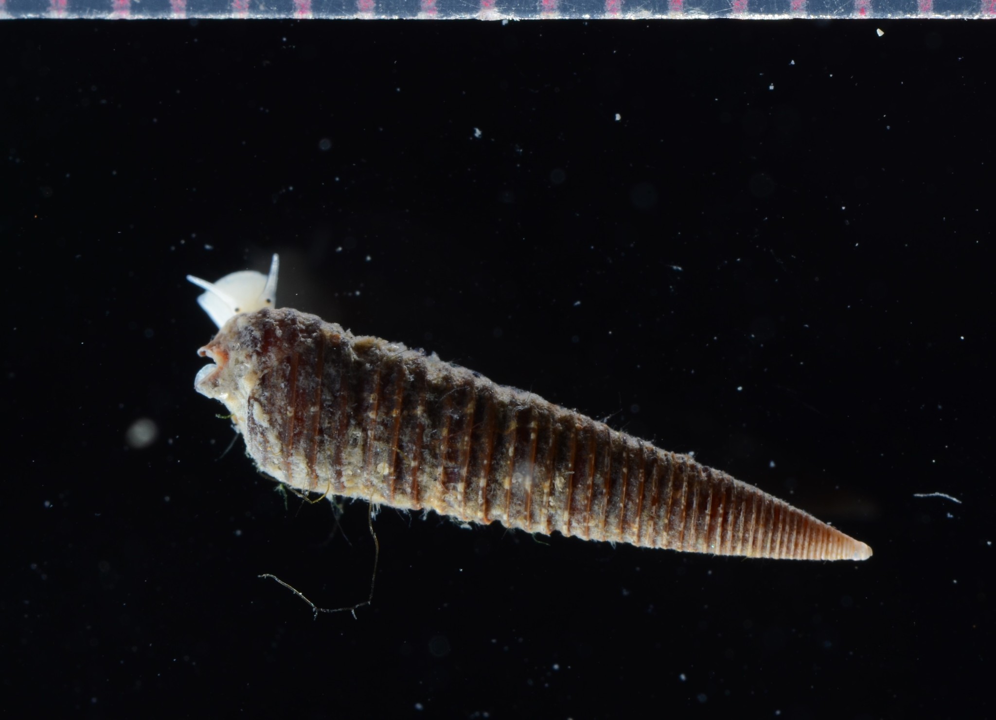 Seila adamsii (H.C.Lea, 1845)