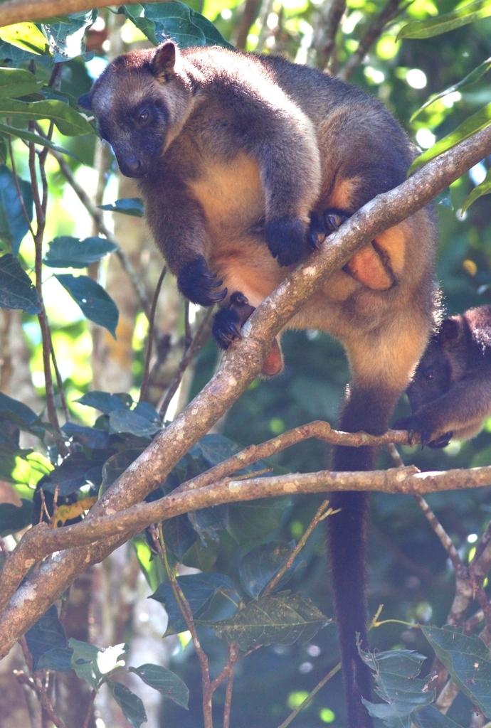 Lumholtz's Tree Kangaroo from Cairns on November 7, 2016 at 11:44 AM by ...