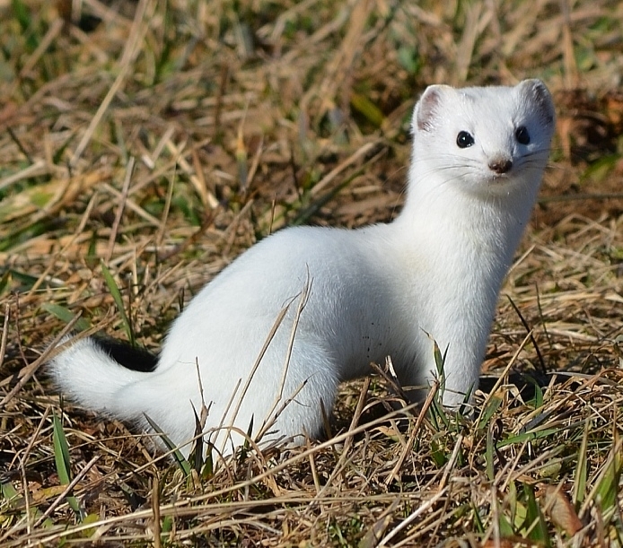 Eurasian Stoat from Seckau, 8732, Österreich on March 02, 2021 at 03:13 ...
