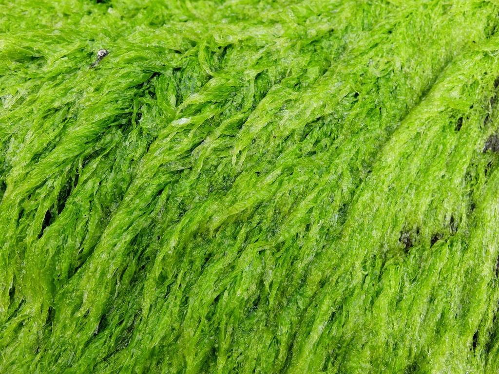 Gutweed (Ulva intestinalis) - Botanical Realm