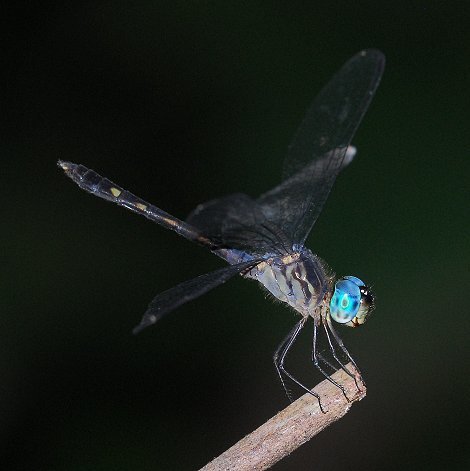 Micrathyria hippolyte from Roura, French Guiana on October 03, 2010 at ...