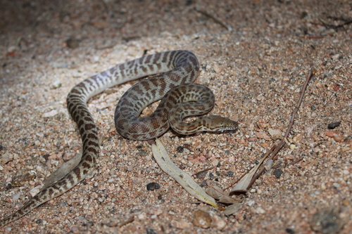 Eastern Large-blotched Python (Subspecies Antaresia stimsoni orientalis ...
