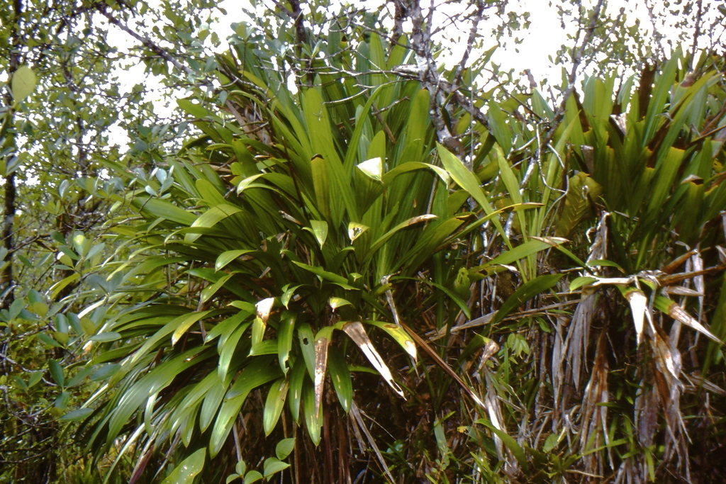 Stelestylis coriacea from Regina, French Guiana on December 4, 1998 by ...