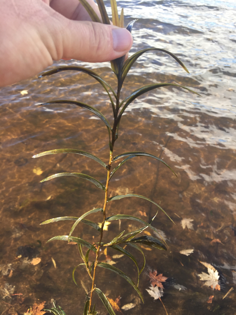 robbins' pondweed (ADIRONDACK RESEARCH GUIDEBOOK) · iNaturalist