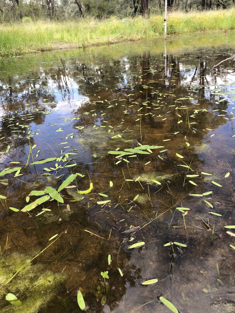 Aponogeton queenslandicus in March 2021 by Queensland Trust for Nature ...