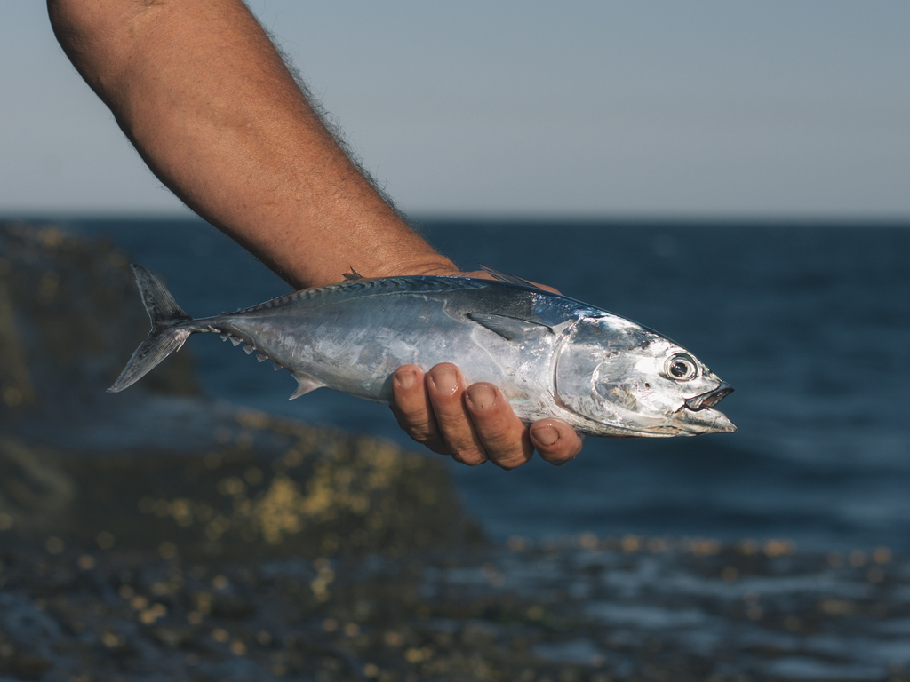 Frigate Tuna (Auxis thazard) - Marine Life Identification