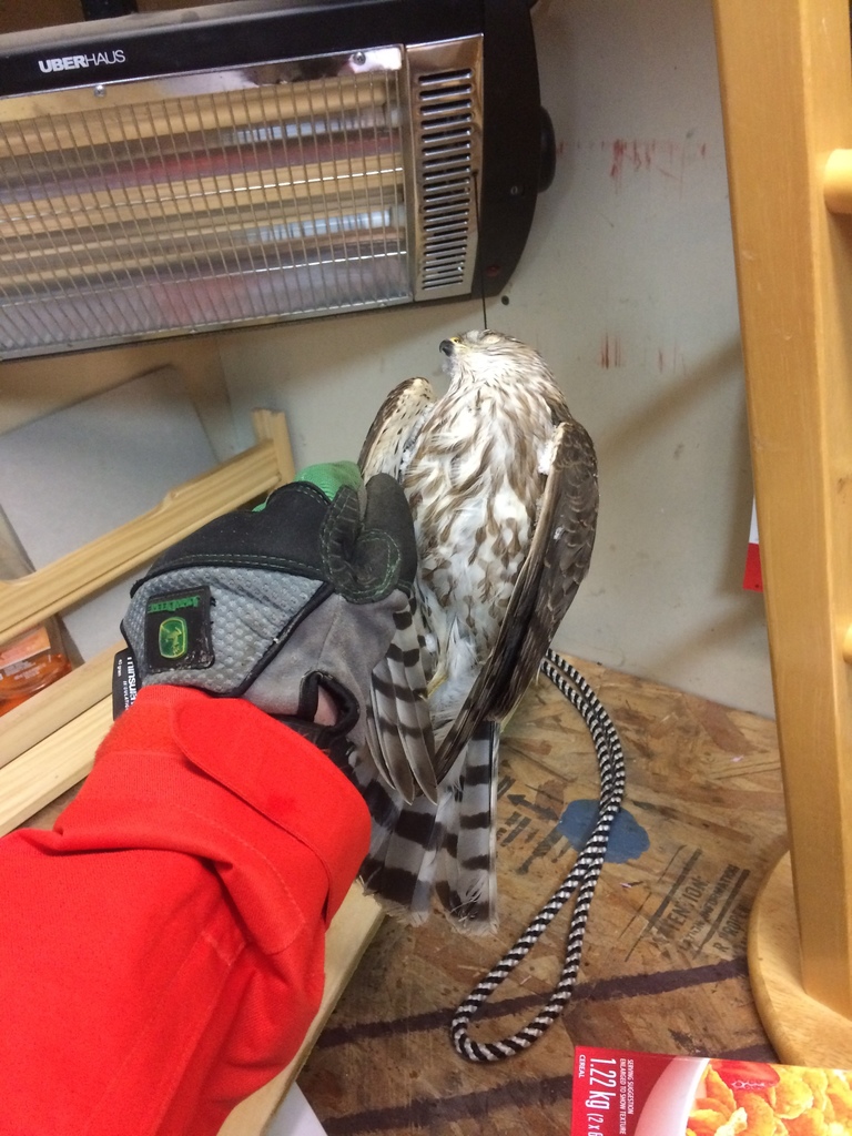 Sharp-shinned Hawk from Winkler, MB on December 13, 2016 at 07:42 PM by ...