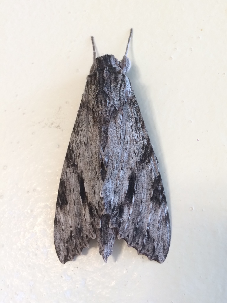 Isognathus menechus (Panambi Guaçu) · iNaturalist
