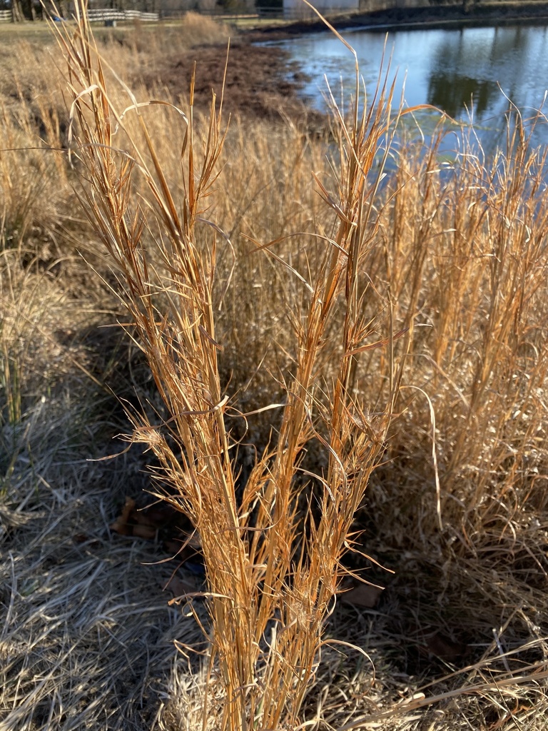 broomsedge bluestem from CR-83, Fayetteville, AR, US on March 02, 2021 ...