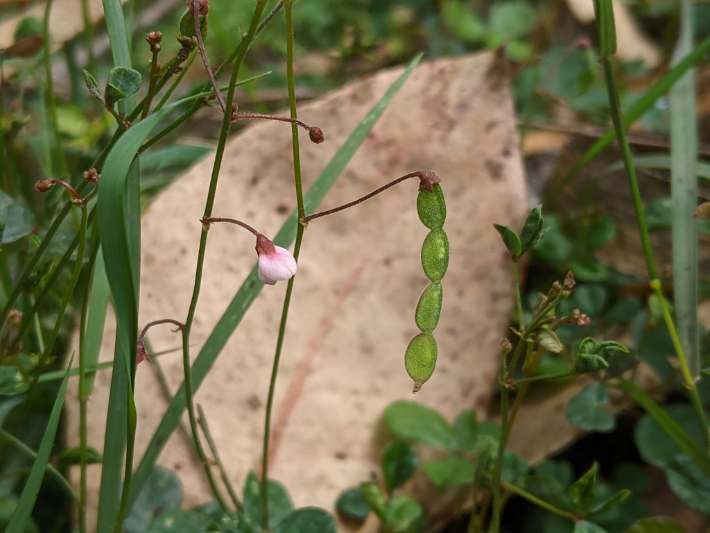 Pullenia gunnii from St Helens TAS 7216, Australia on February 17, 2021 ...