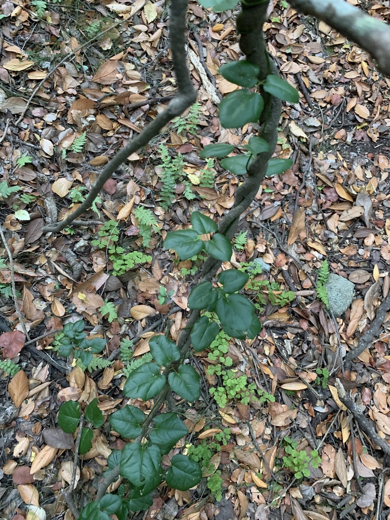 pilpil (Boquila trifoliolata) - Botanical Realm