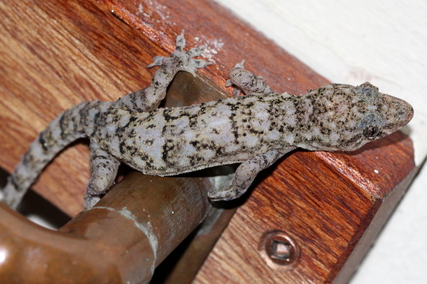 Tropical House Gecko from Kalizo Lodge, Zambezi Region, Namibia on ...