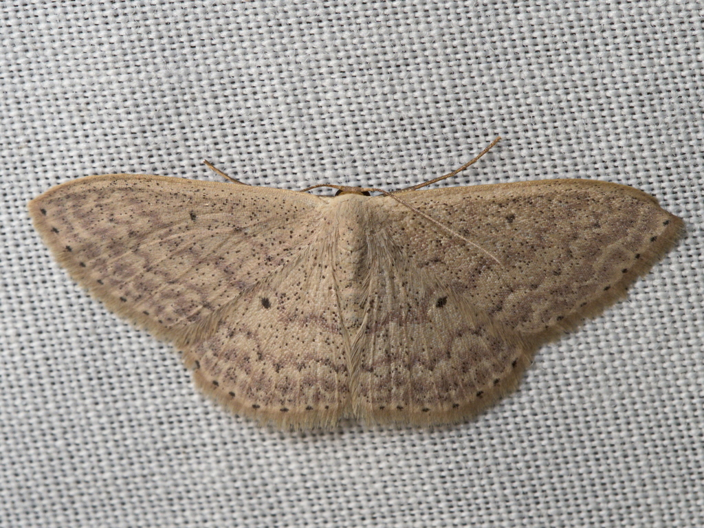 Varied Wave Moth from Heywood VIC 3304, Australia on March 1, 2021 at ...