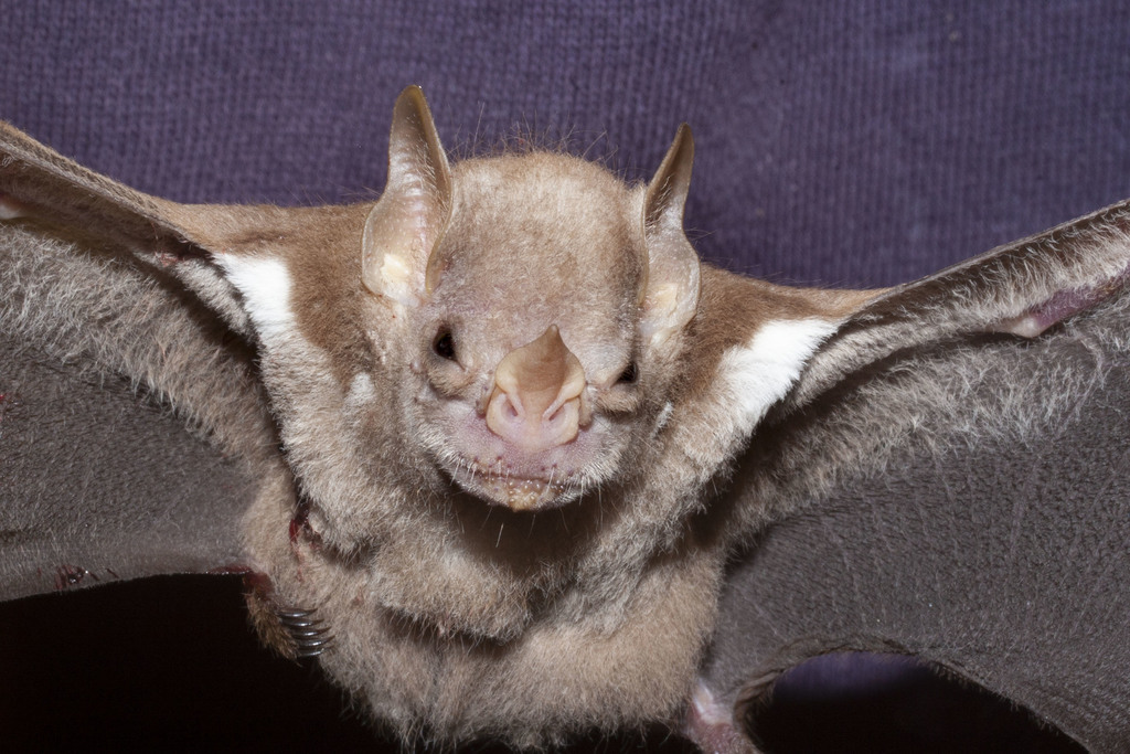 little white-shouldered bat from Wilhelmina Mountains, Suriname on ...