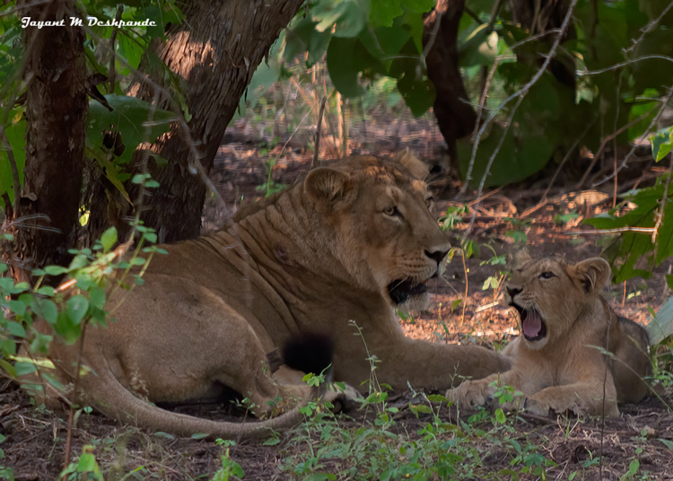 Northern Lion in October 2011 by Jayant M Deshpande · iNaturalist