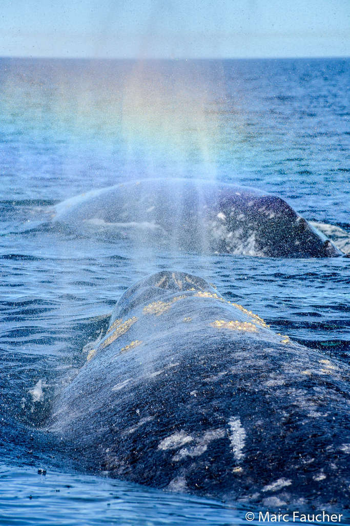 Cetaceans (Cetacea) - Marine Life Identification