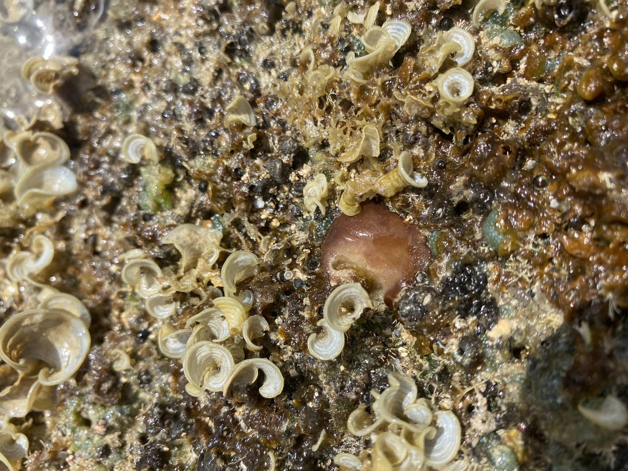 Leptolyngbyaceae