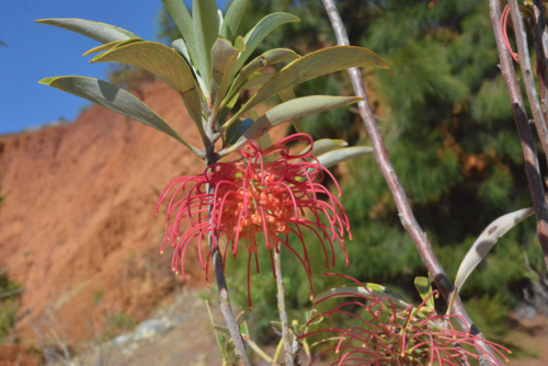 Grevillea meisneri · iNaturalist United Kingdom