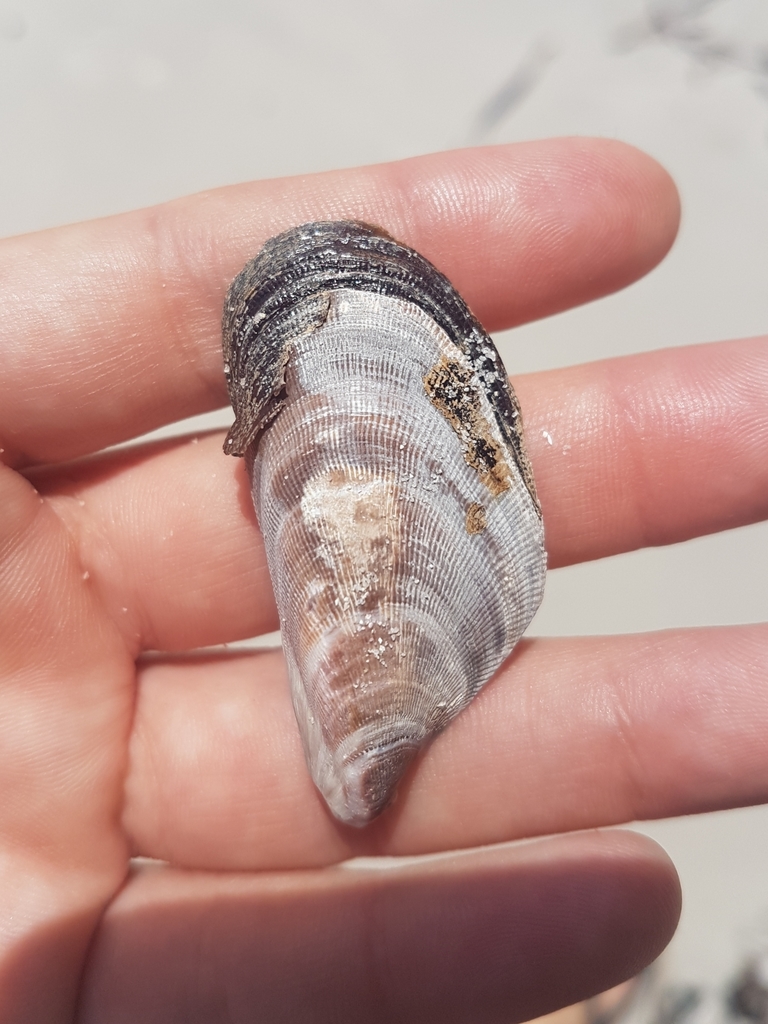Hairy Mussel from Jervis Bay JBT 2540, Australia on February 24, 2021 ...