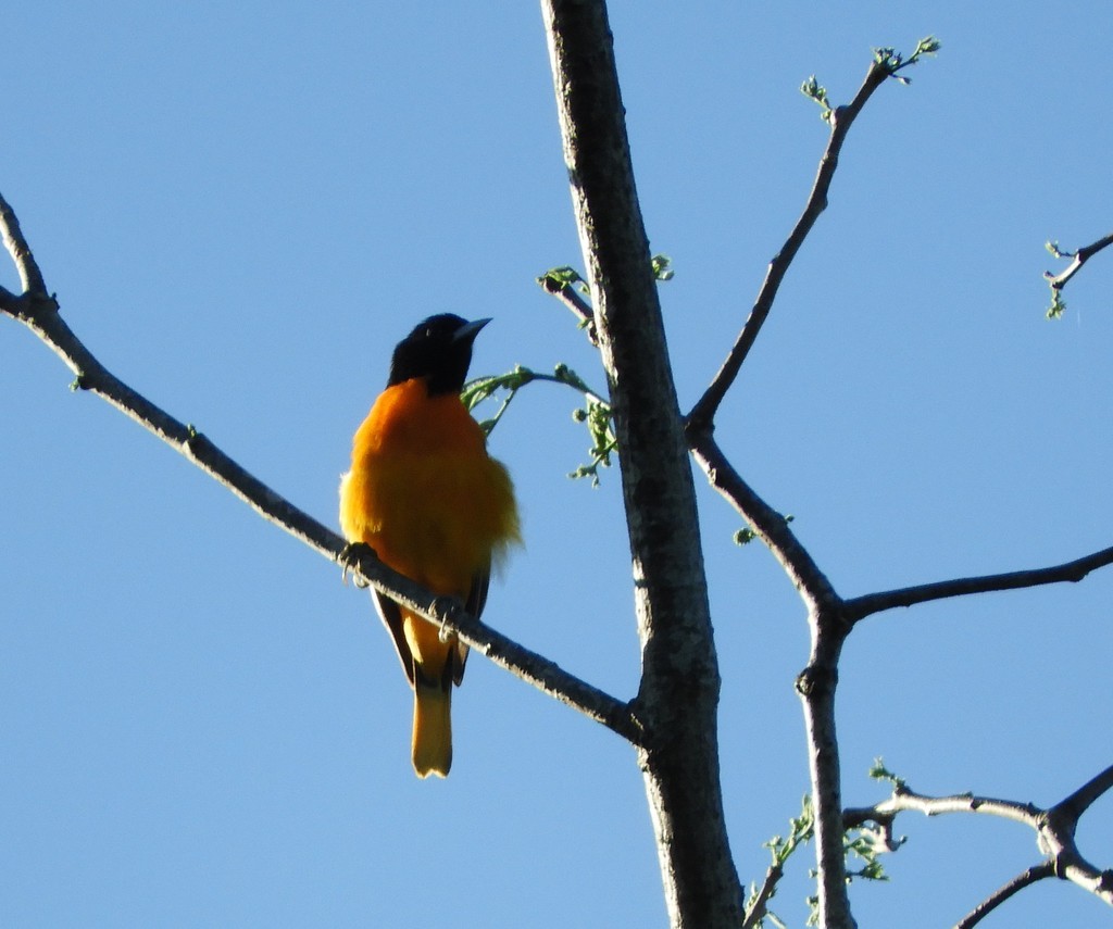 Baltimore Oriole from Arizona, Honduras on February 26, 2019 at 07:32 ...