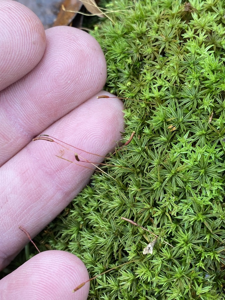 Smoothcap Mosses from Goose Shoals, Lauderdale County, AL, USA on ...
