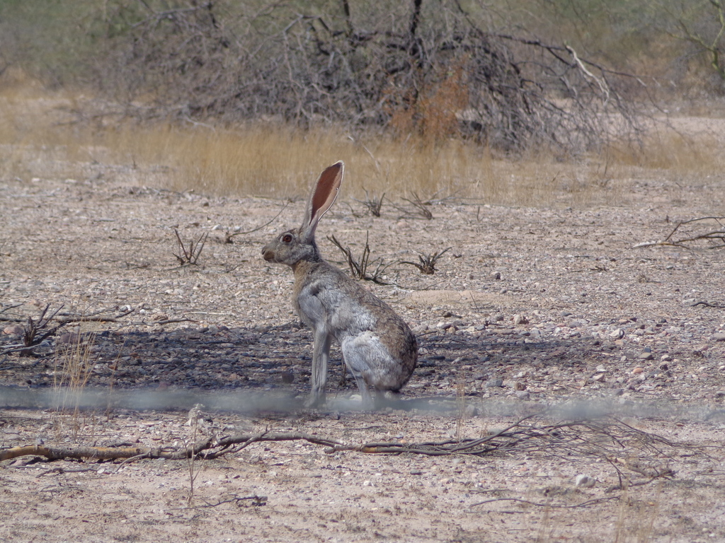 Antelope Jackrabbit from Hermosillo, Son., México on May 25, 2016 at 09 ...
