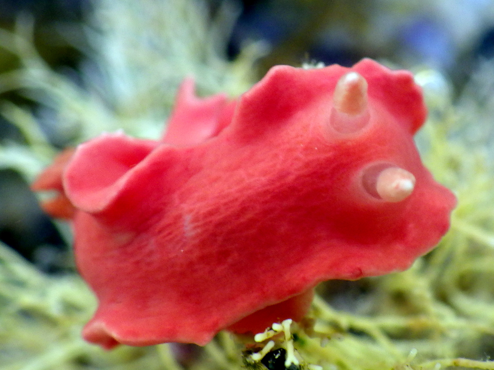 Verconia verconis (Basedow & Hedley, 1905)