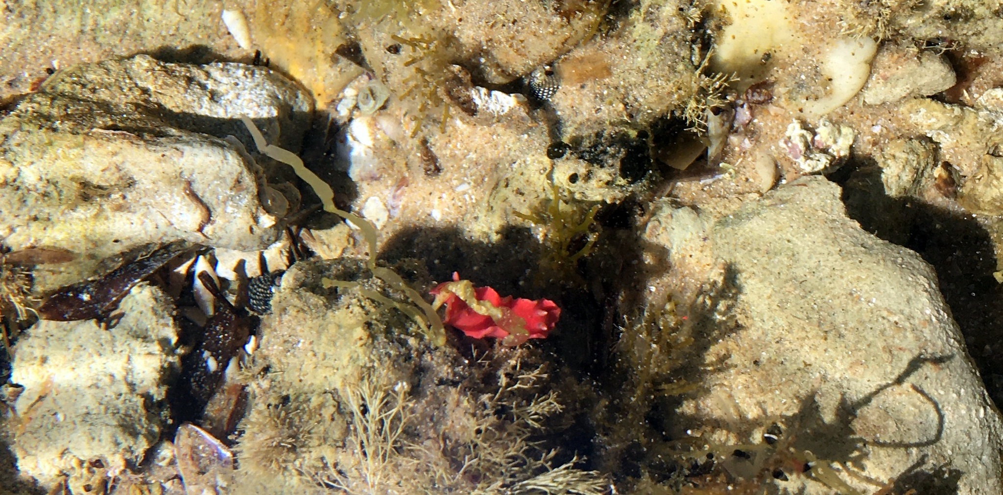 Verconia verconis (Basedow & Hedley, 1905)