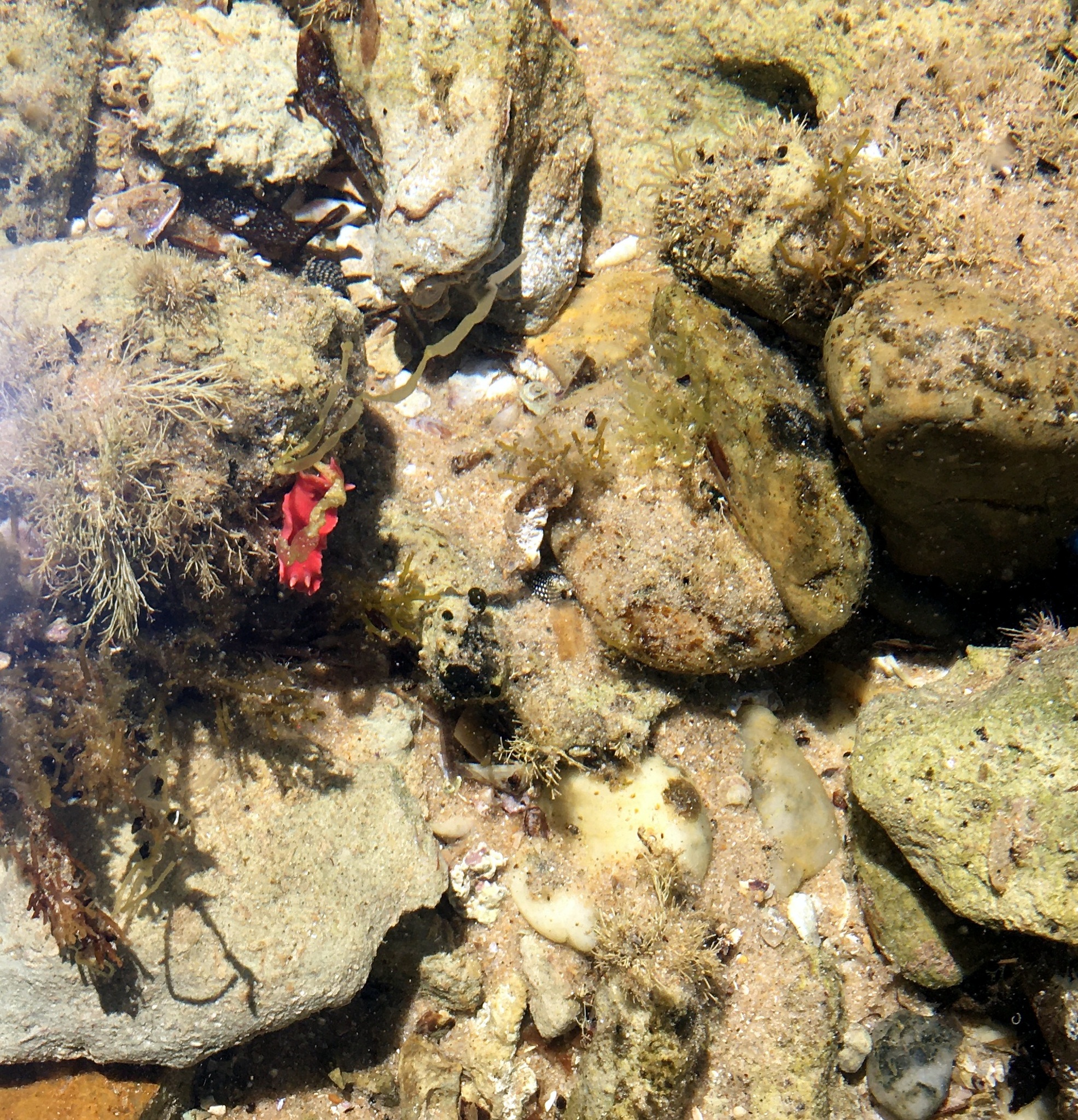 Verconia verconis (Basedow & Hedley, 1905)