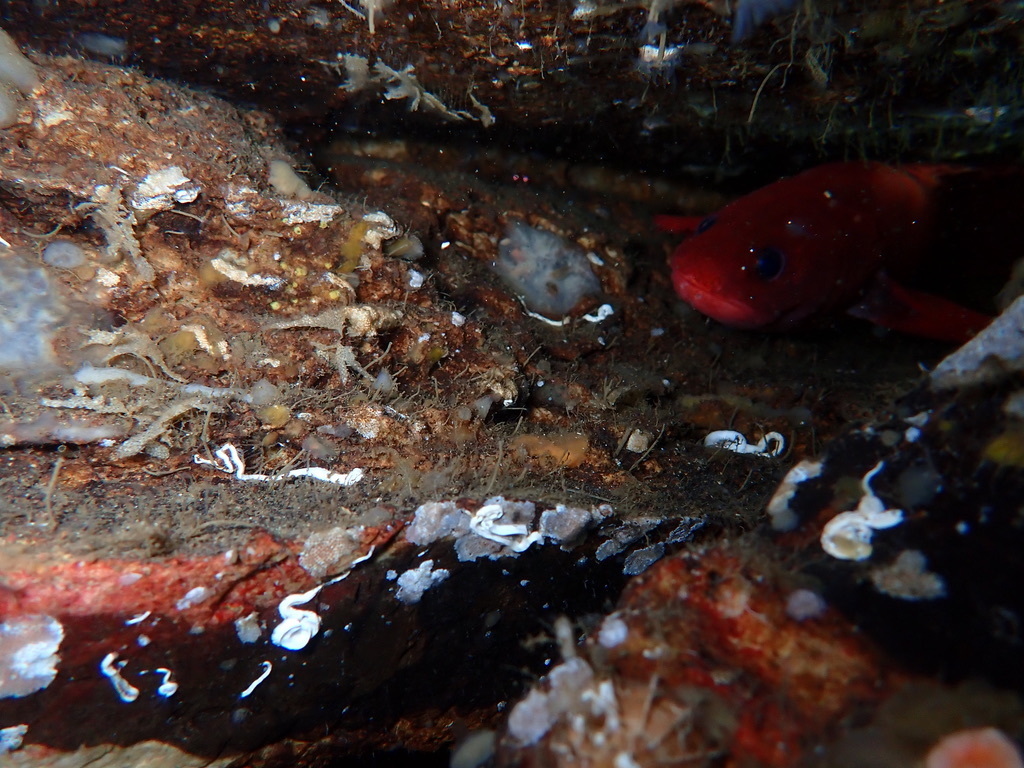 Red Brotula (Seattle Aquarium Animals) · iNaturalist