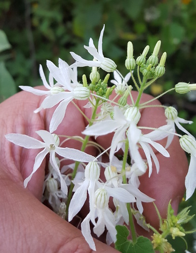 Echinopepon pubescens · NaturaLista Colombia