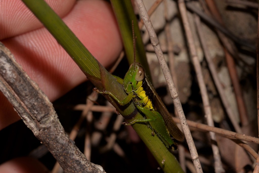 Japanese Rice Grasshopper from Bonville NSW 2450, Australia on March 02 ...