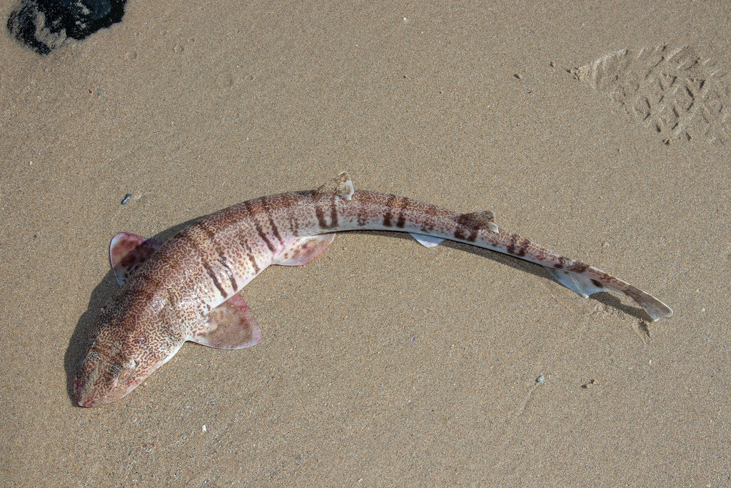 (Halaelurus) - Marine Life Identification