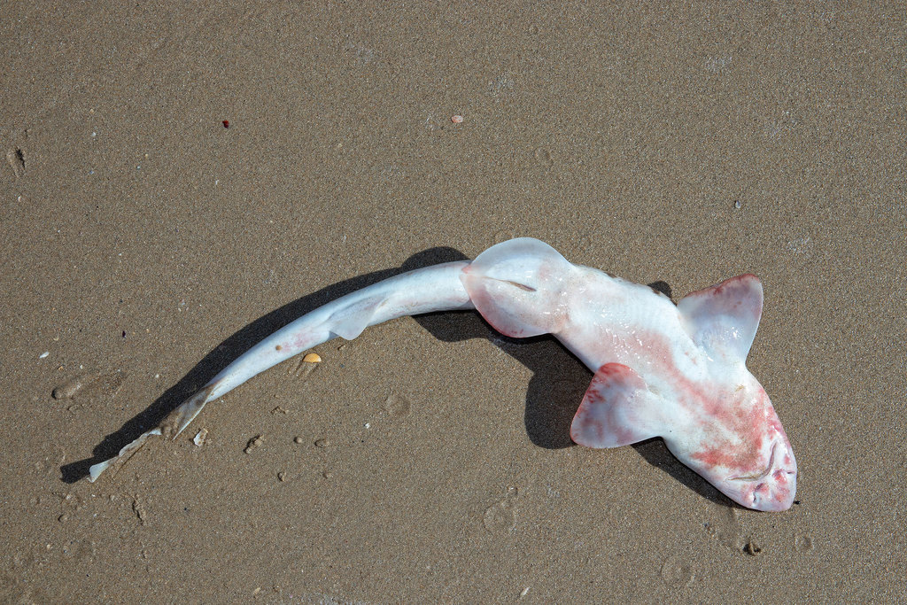 Lined catshark (Halaelurus lineatus) - Marine Life Identification