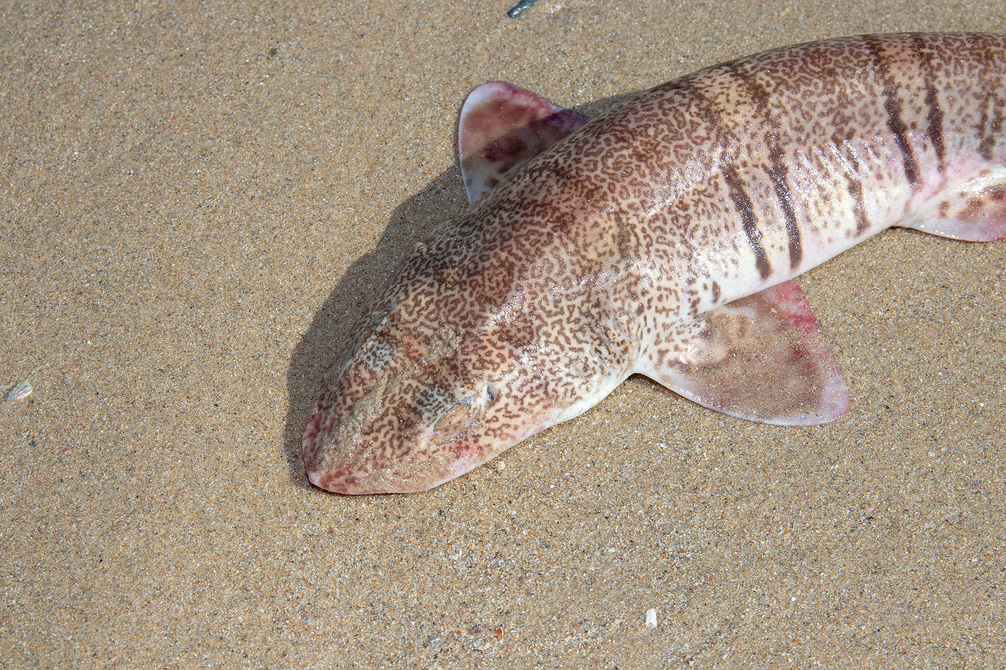 Halaelurus lineatus Bass, D'Aubrey & Kistnasamy, 1975