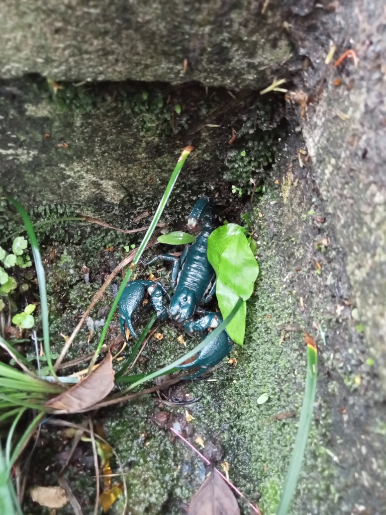 Asian Blue Forest Scorpion from Kedewatan, Kecamatan Ubud, Kabupaten ...