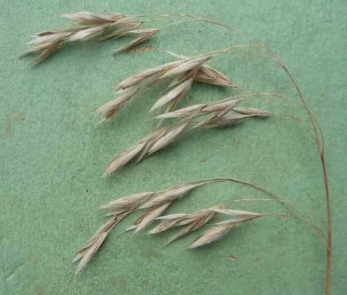 Fringed Brome (Variety Bromus ciliatus ciliatus) · iNaturalist