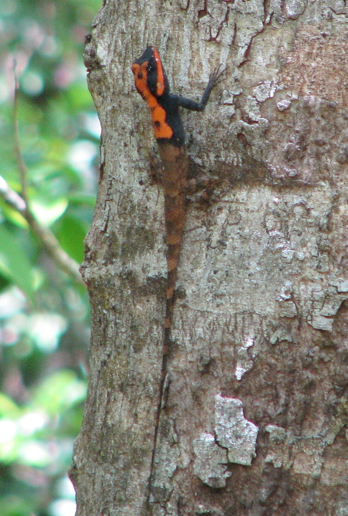 Painted-lip Lizard from Rock Front, Sigiriya 21120, Sri Lanka on ...